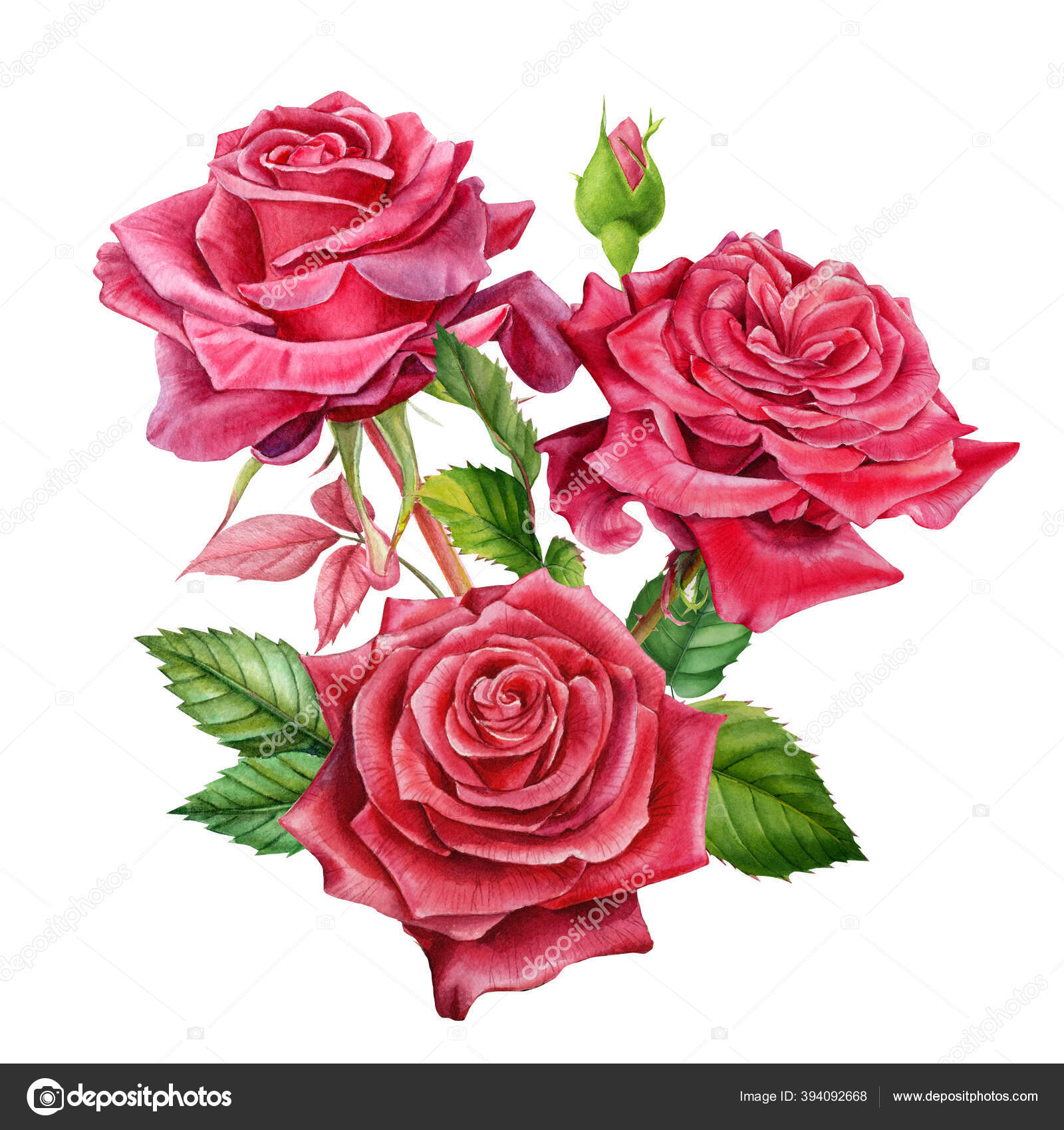 Red Rose Images Hd Quality - Infoupdate.org