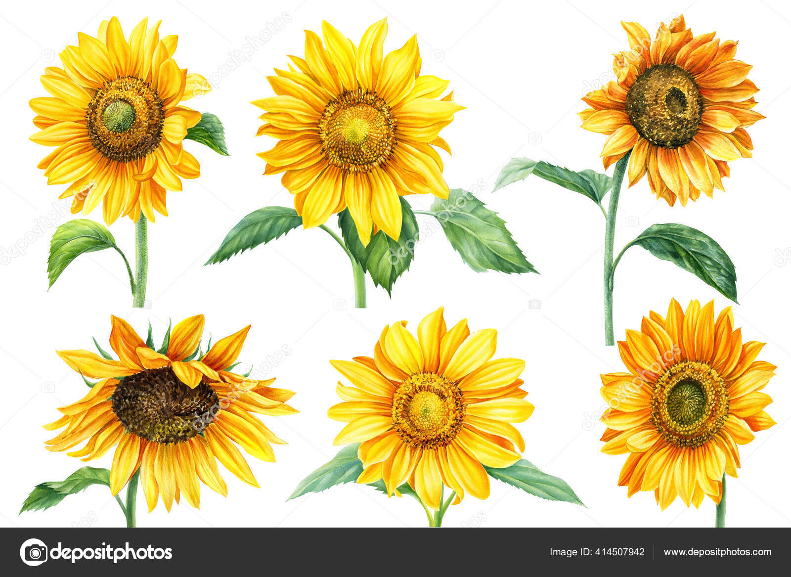 Állítsa be a sárga virágok, napraforgó egy elszigetelt fehér háttér ...