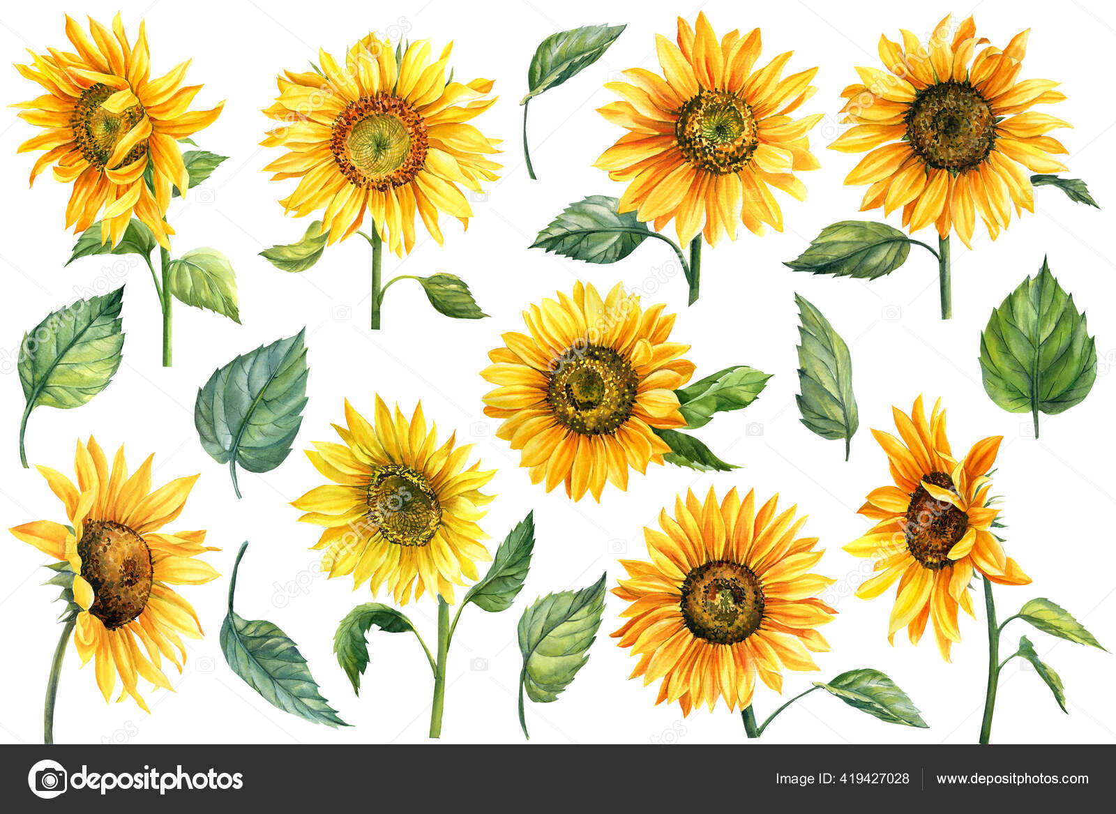 Sunflower Botanical Illustration