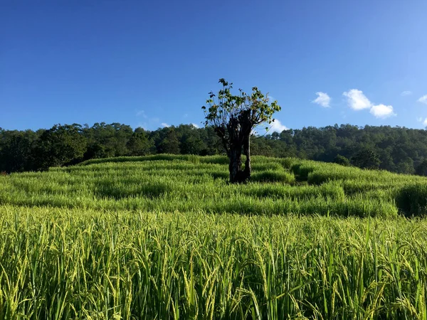 A tree in a rice field Stock Photos, Royalty Free A tree in a rice ...