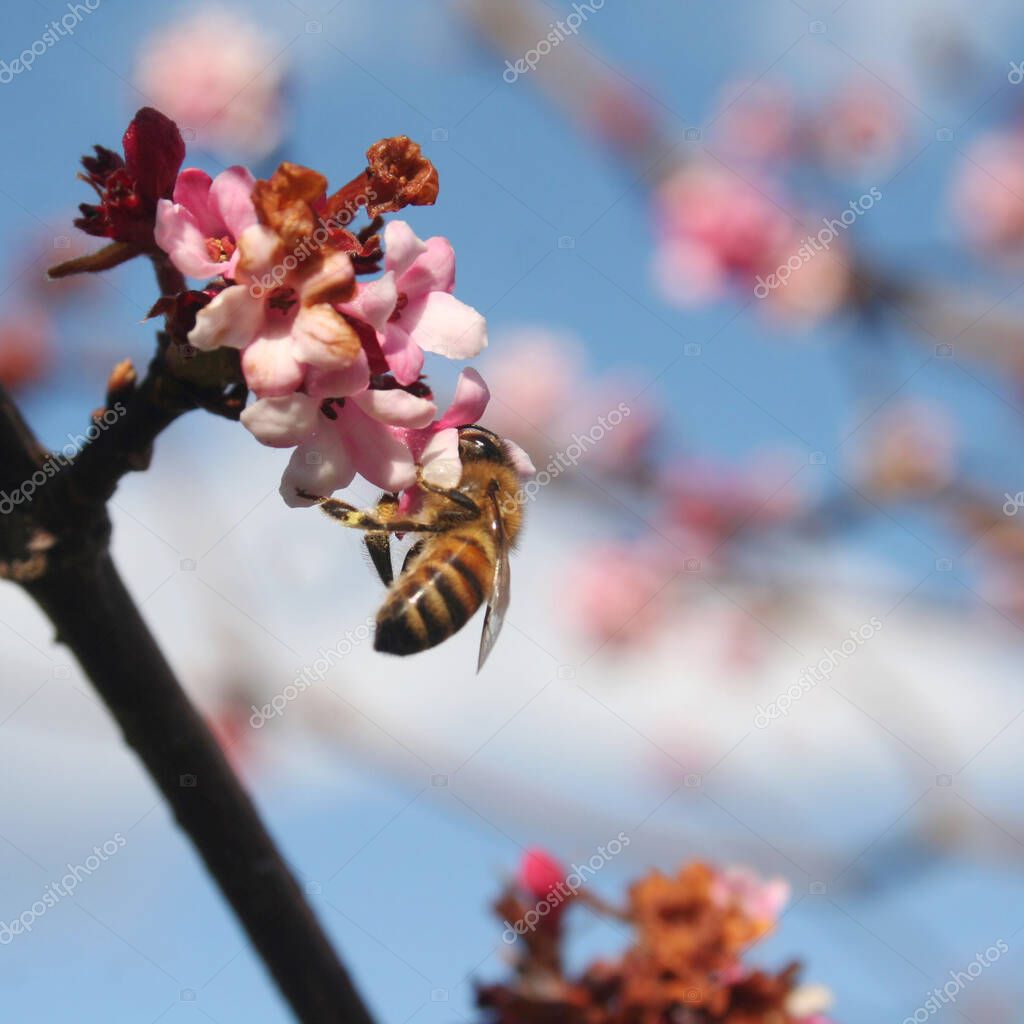 Abeja de miel en Dawn Viburnum flores de color rosa en el jardín. Apis ...