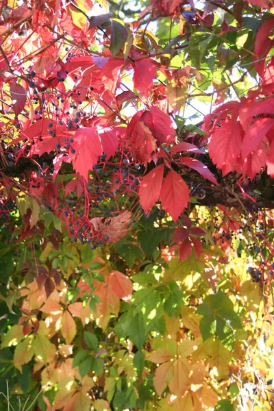 Virginia creeper plant in autmn. Red climbing vine with ripe purple ...