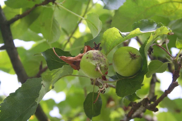 Apple Tree Leaves Brown Spots Edges Defromations Damaged Infection ...