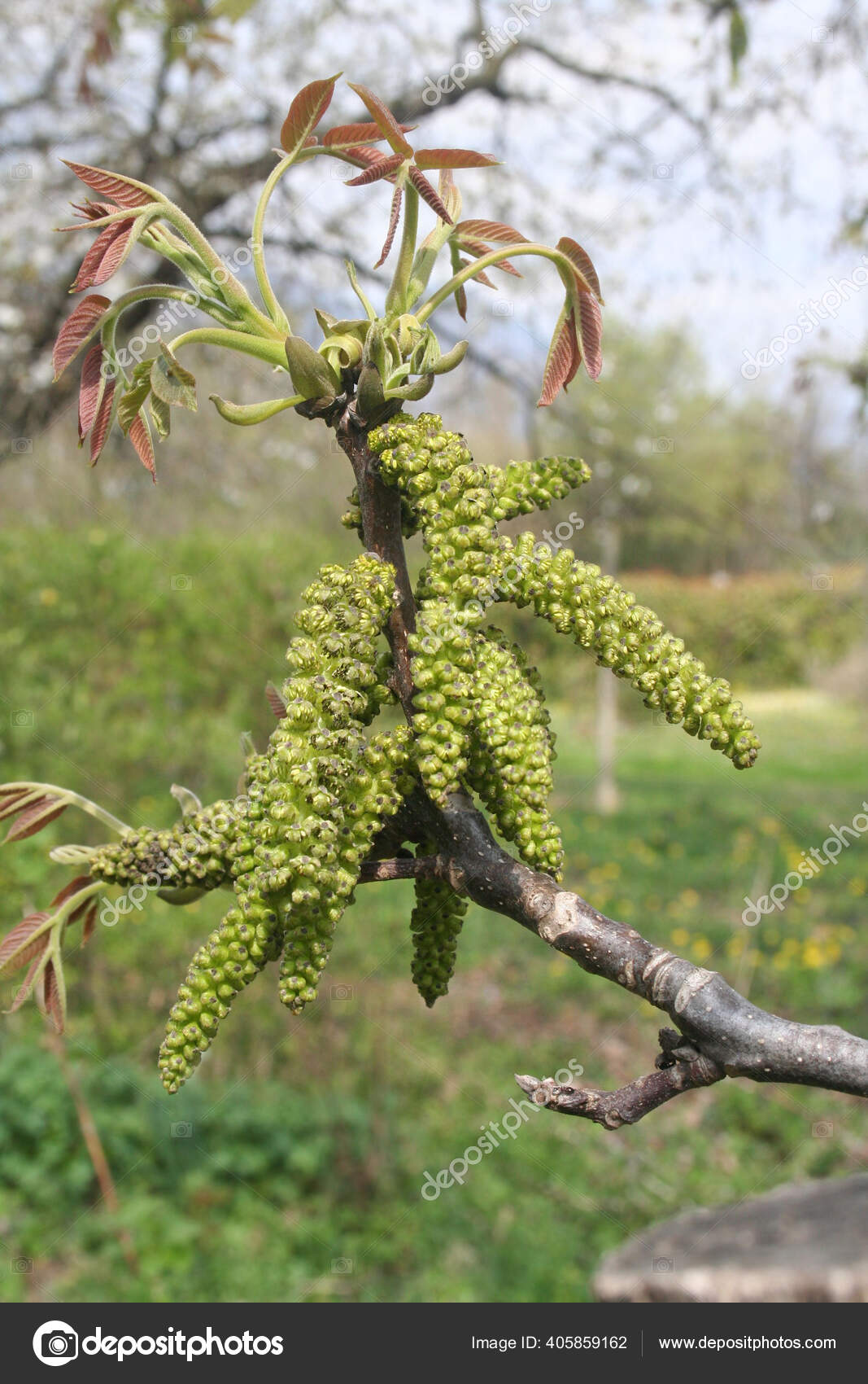 Walnut Tree Bloom Fresh New Leaves Inflorescence Branch Juglans Regia ...