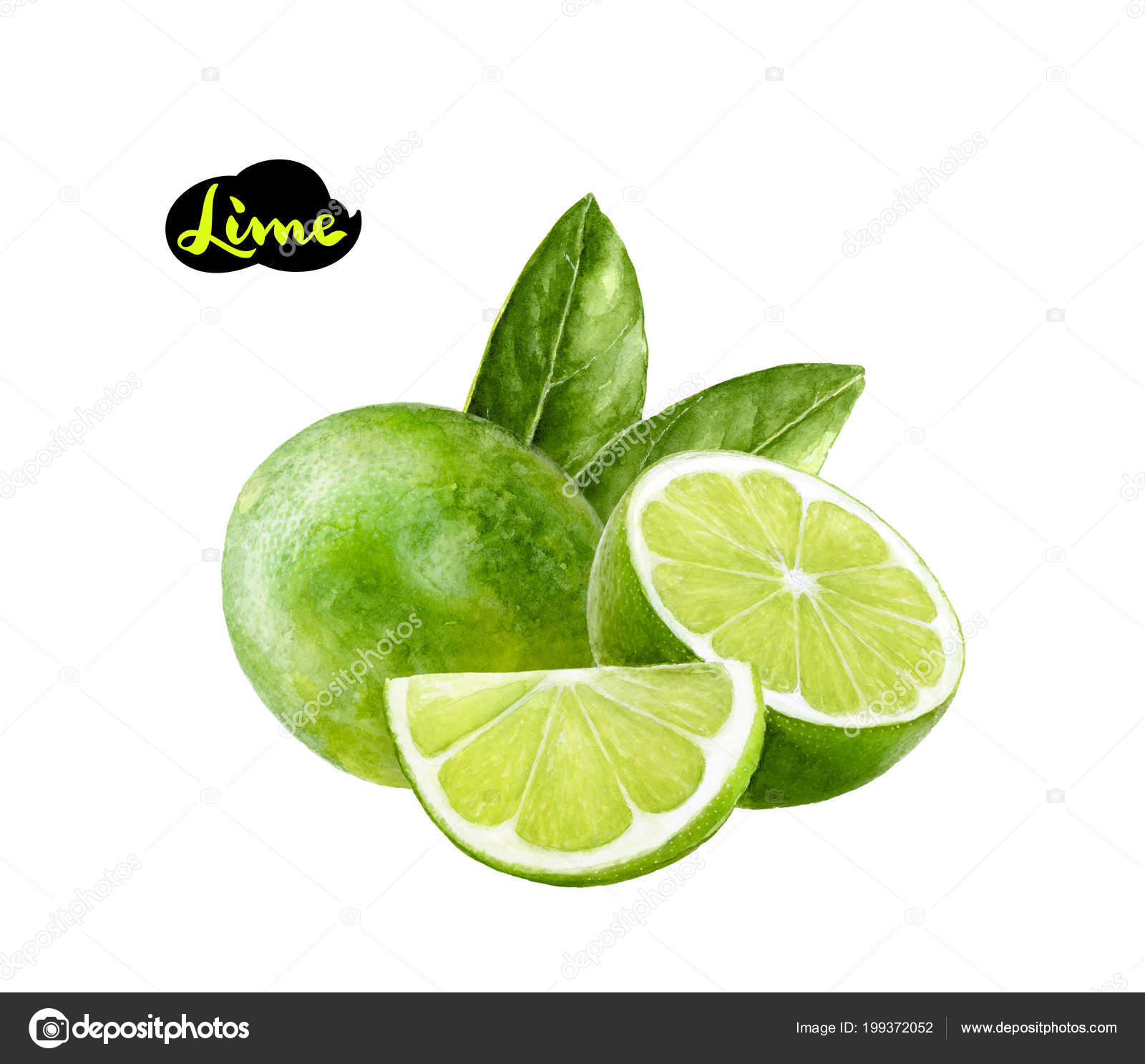 Lime Illustration