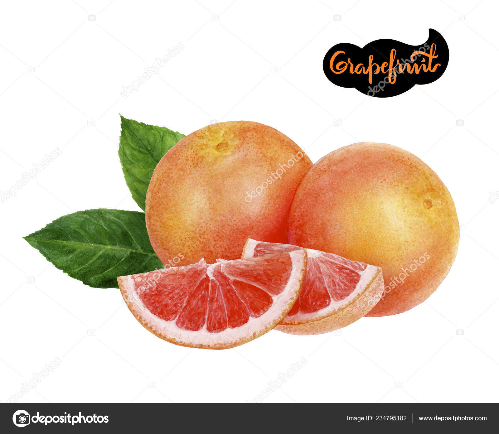 Grapefruit watercolor hand draw illustration isolated on white Stock Illustration by ©Diidik ...