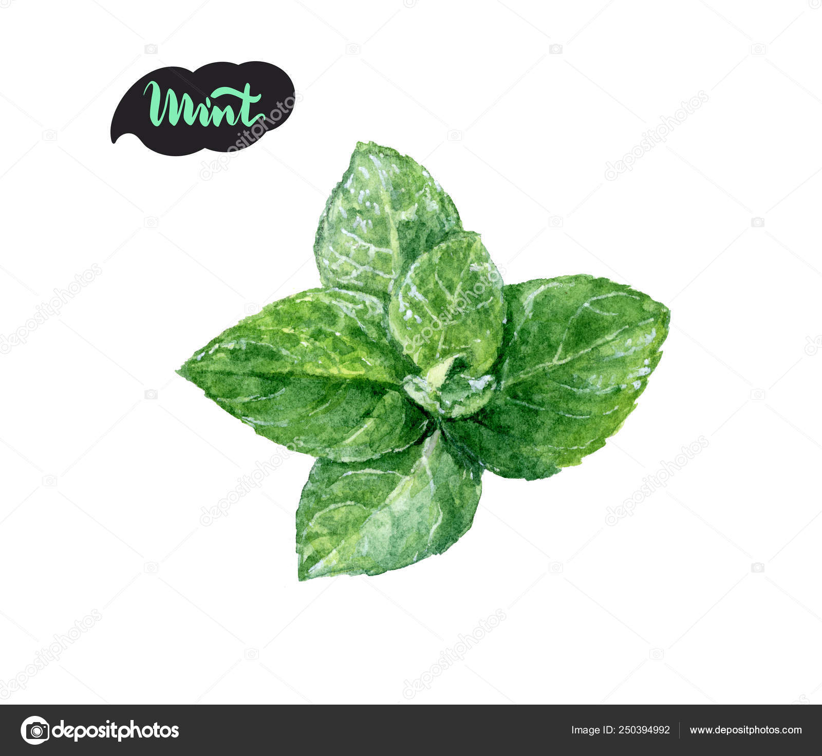 Watercolor hand drawn mint leaf illustration. Isolated on white. Stock ...