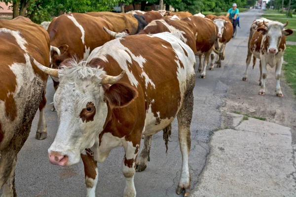 Cebu cows Stock Photos, Royalty Free Cebu cows Images | Depositphotos