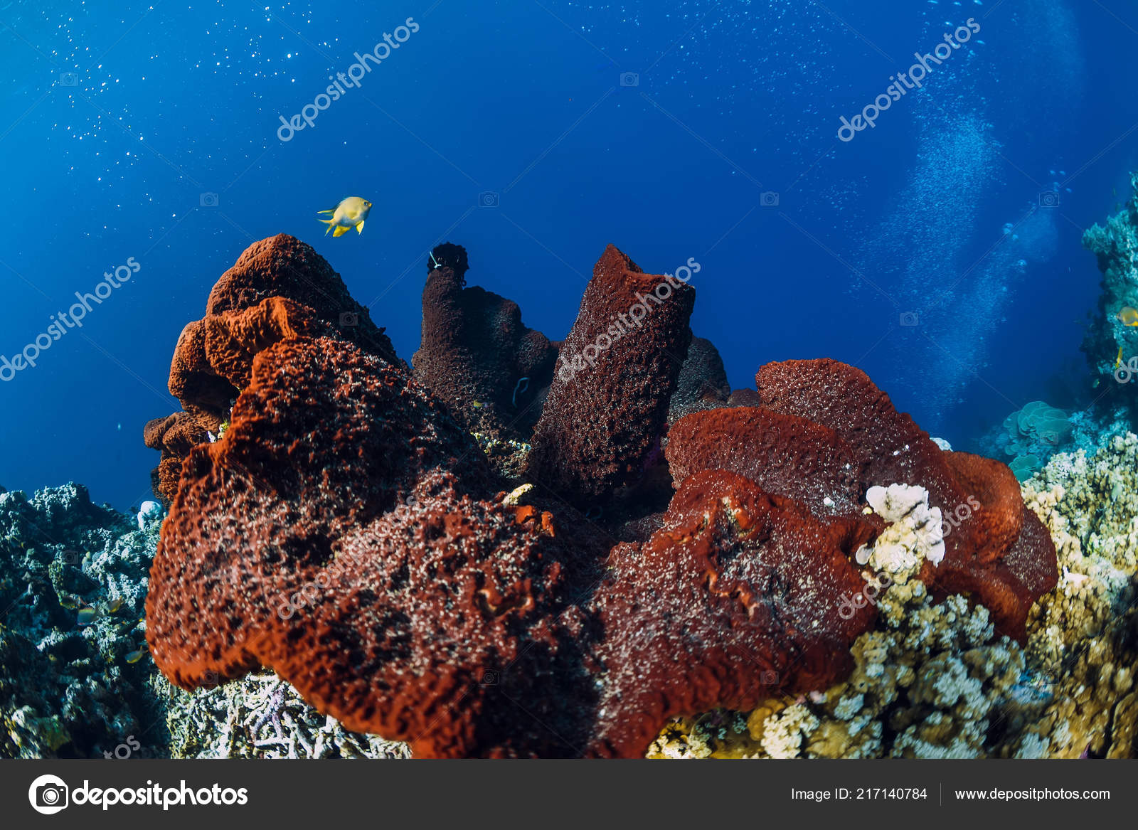 Tropical Underwater World Reef Fish Red Coral Reef Beautiful Place ...