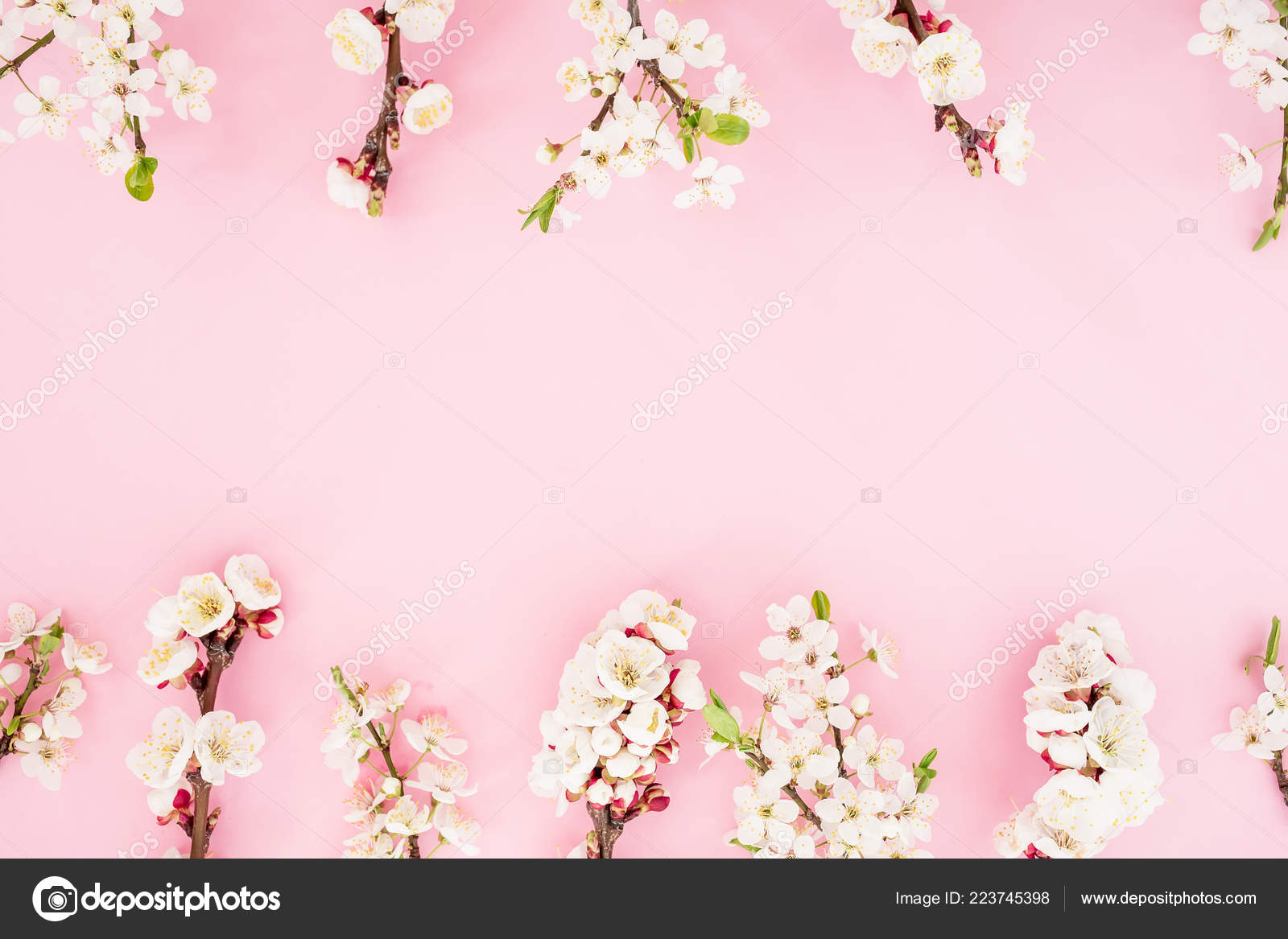 Floral Frame Spring Flowers Isolated Pastel Pink Background Flat Lay ...