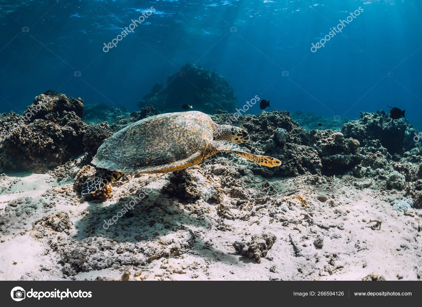 Sea Turtle Floating Beautiful Natural Ocean Background Corals Green Sea ...