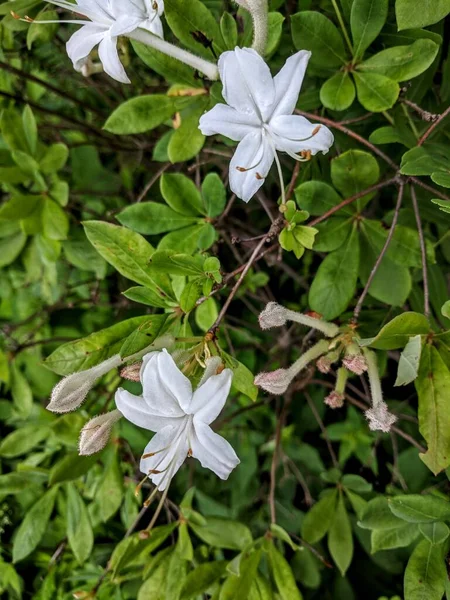 Swamp azalea Stock Photos, Royalty Free Swamp azalea Images | Depositphotos