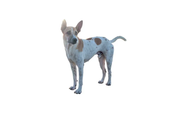 Small Skinny Dog