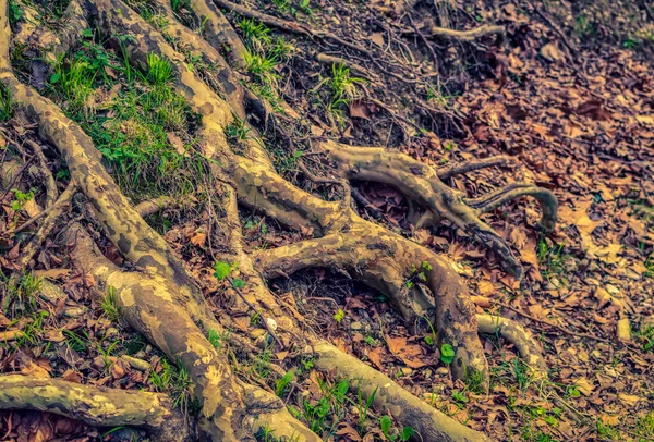 Green tree roots Stock Photos, Royalty Free Green tree roots Images ...