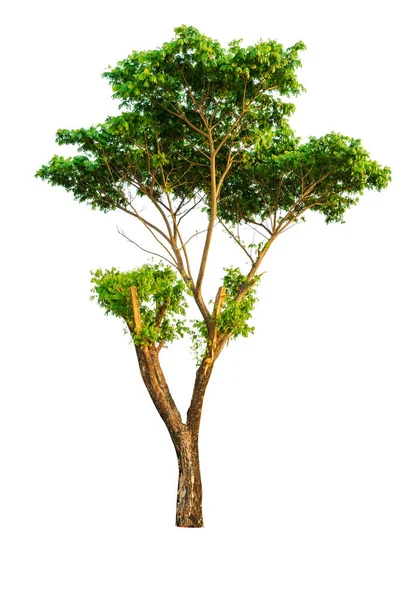 Arbre en afrique Stock Photos, Royalty Free Arbre en afrique Images ...