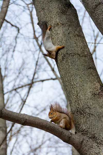 Funny squirrels Stock Photos, Royalty Free Funny squirrels Images | Depositphotos