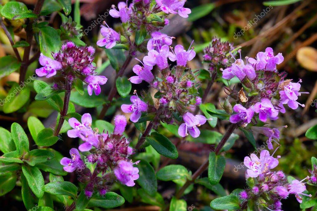 La macrofoto de la hierba Thymus serpyllum, tomillo Breckland ...