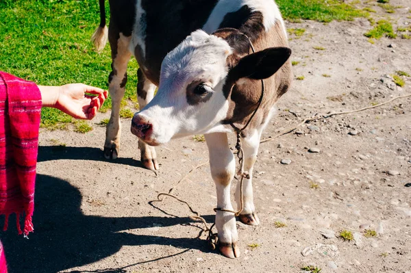 Teen feeding cows Stock Photos, Royalty Free Teen feeding cows Images ...