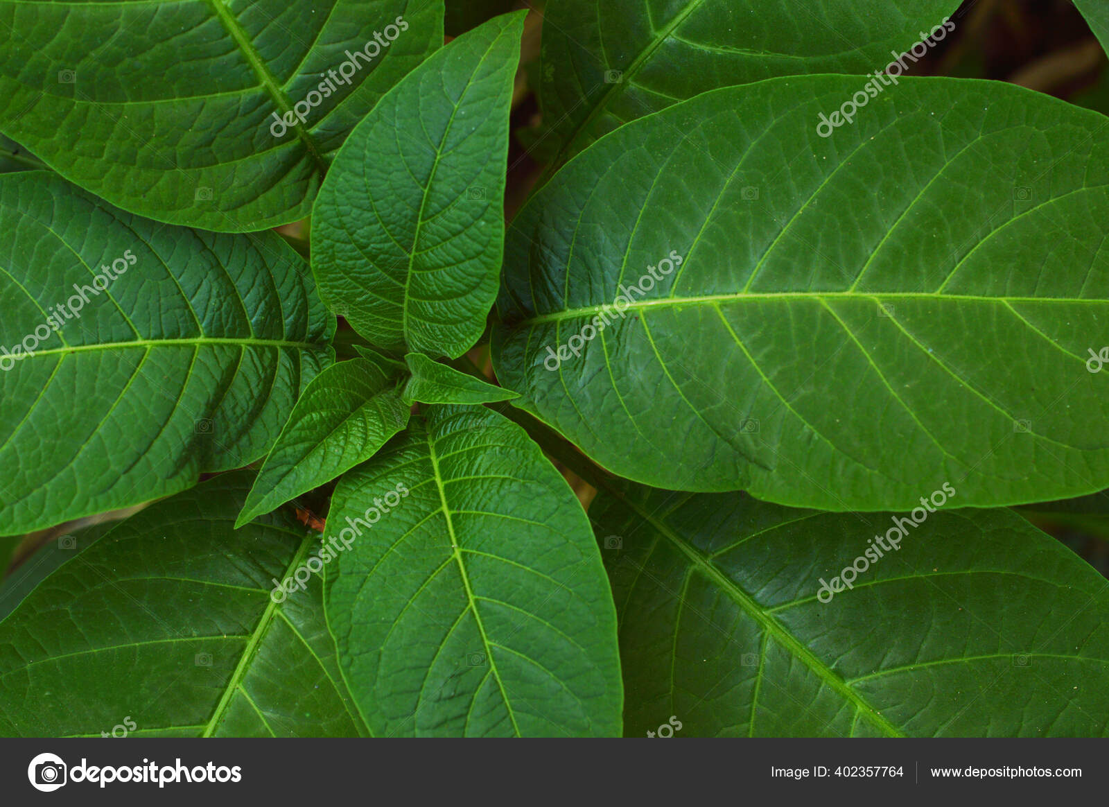 Texture Pattern Formed Top Plants Growing Evenly Ground Green Plants ...