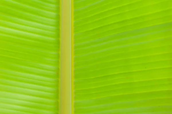 Banana Stem Texture