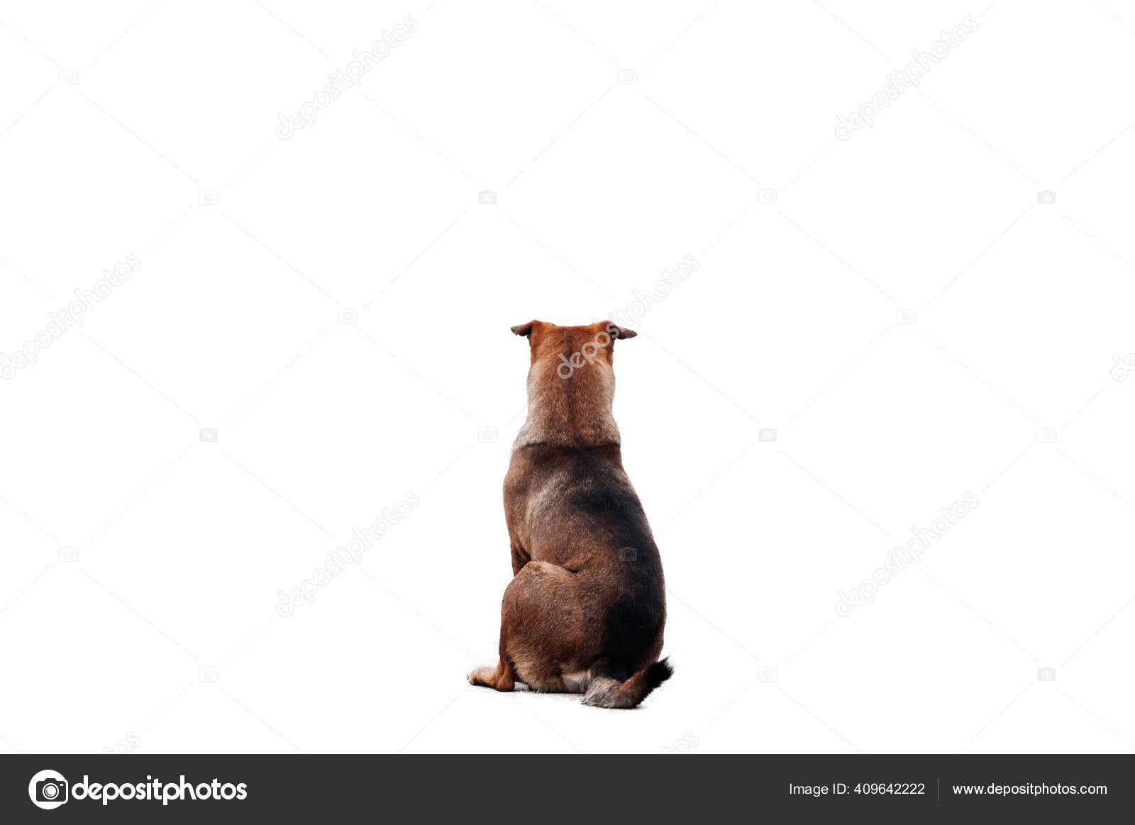Dog Sitting White Background Stock Photo by ©T098 409642222