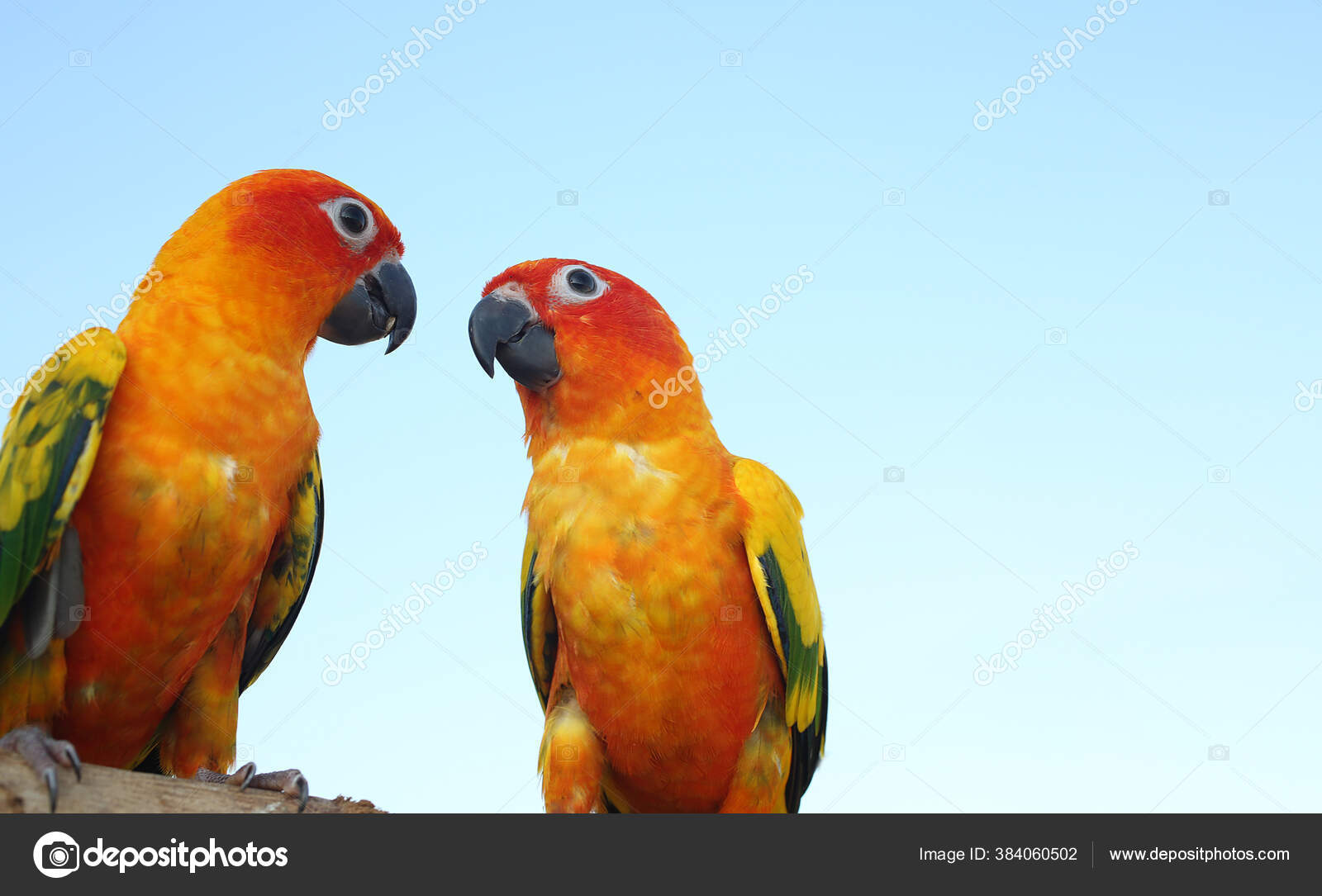 Two Parrots Timber Parakeet Wood Cute Green Bird Timber Wood — Stock ...