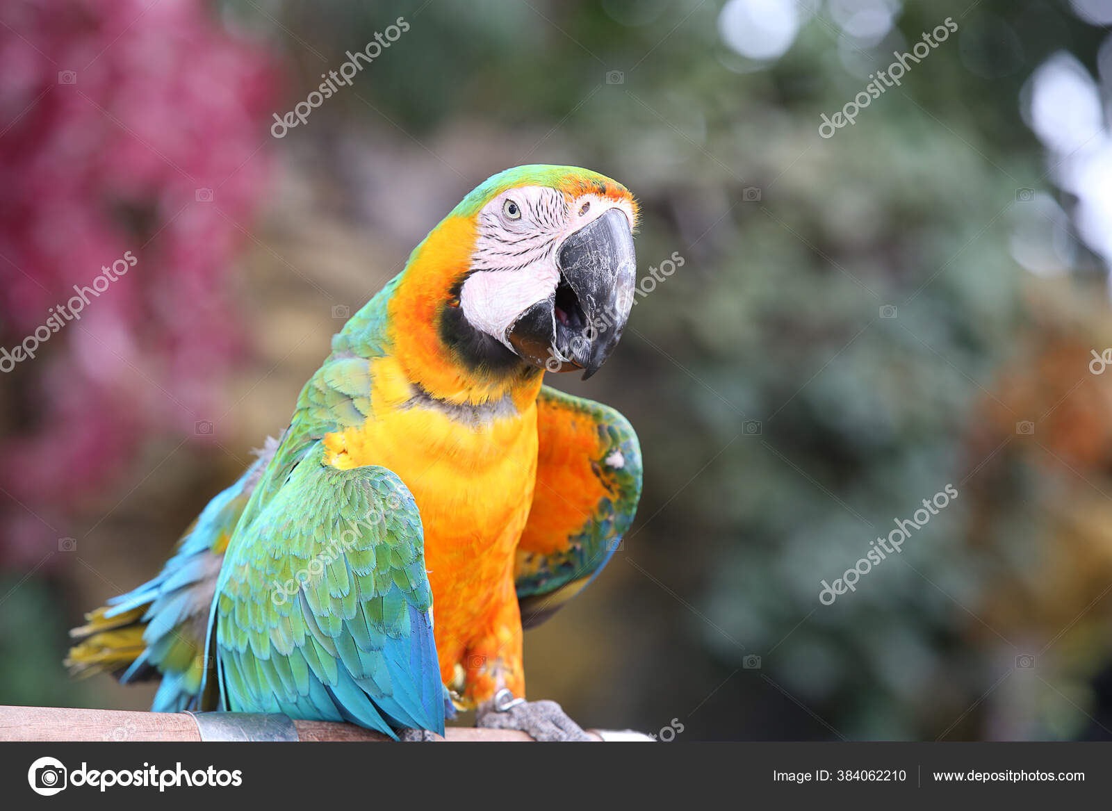 Macaw Parrot Scratching His Tail Parrot Tilted Tail — Stock Photo ...