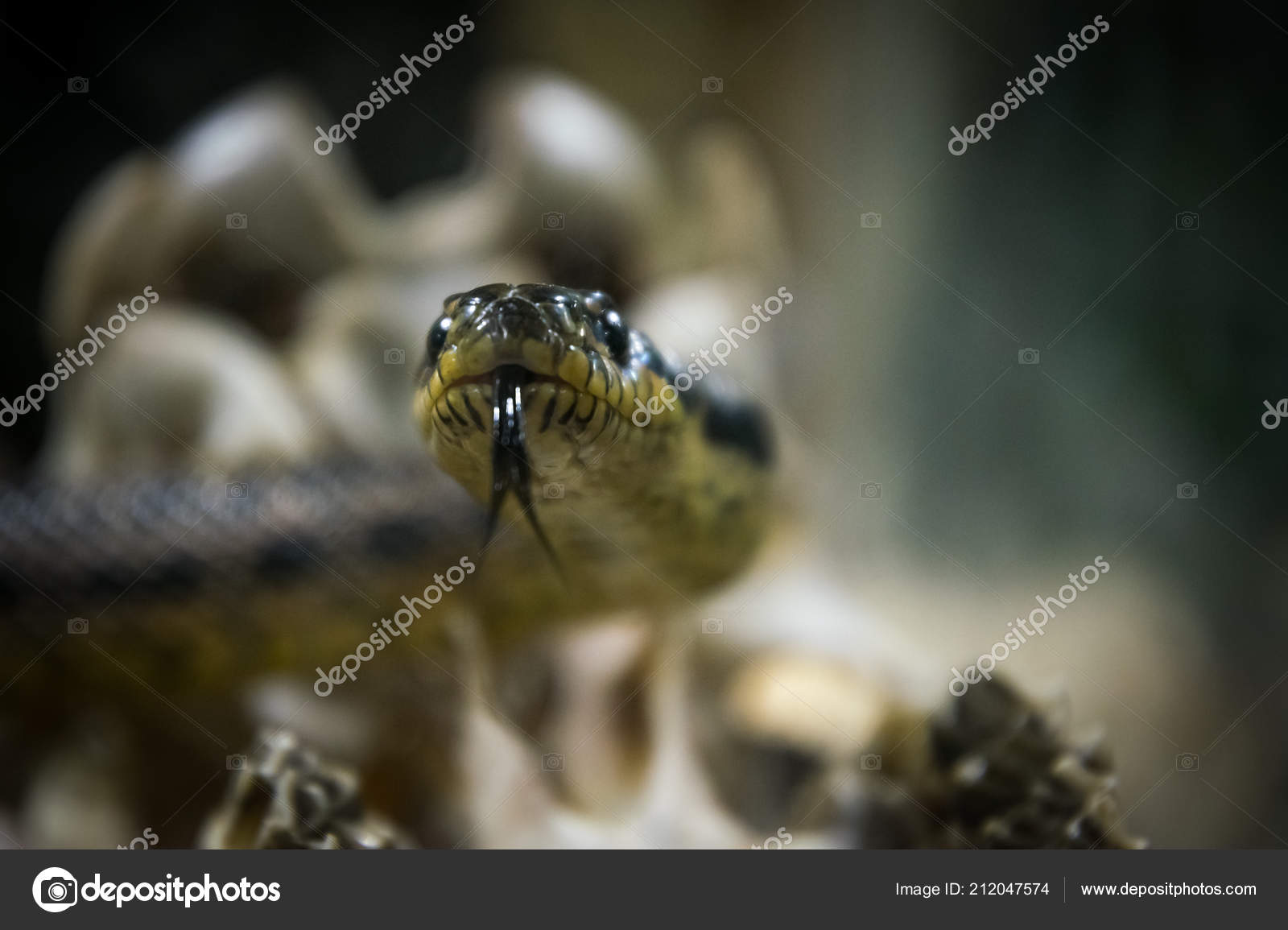 Deadly American Royal Snake Background Old Skull Bones Stock Photo by ...