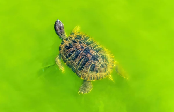 Tortuga de color Stock Photos, Royalty Free Tortuga de color Images ...