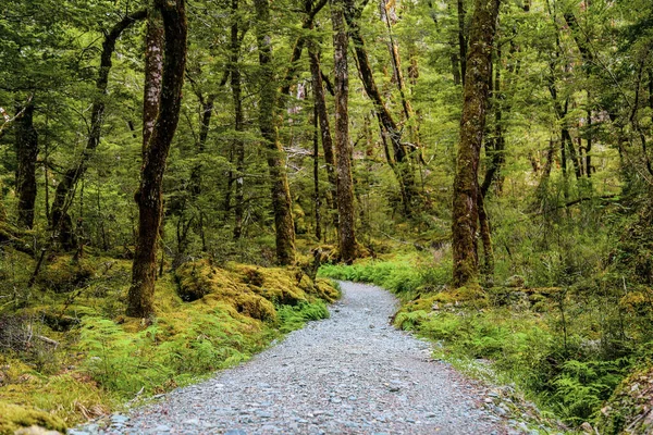 New zealand forrest Stock Photos, Royalty Free New zealand forrest ...