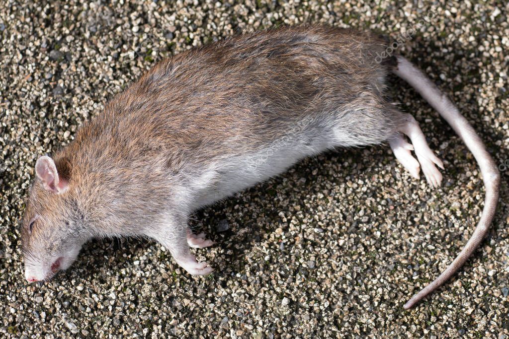 Rata marrón muerta / Rattus norvegicus acostado sobre asfalto en una ...