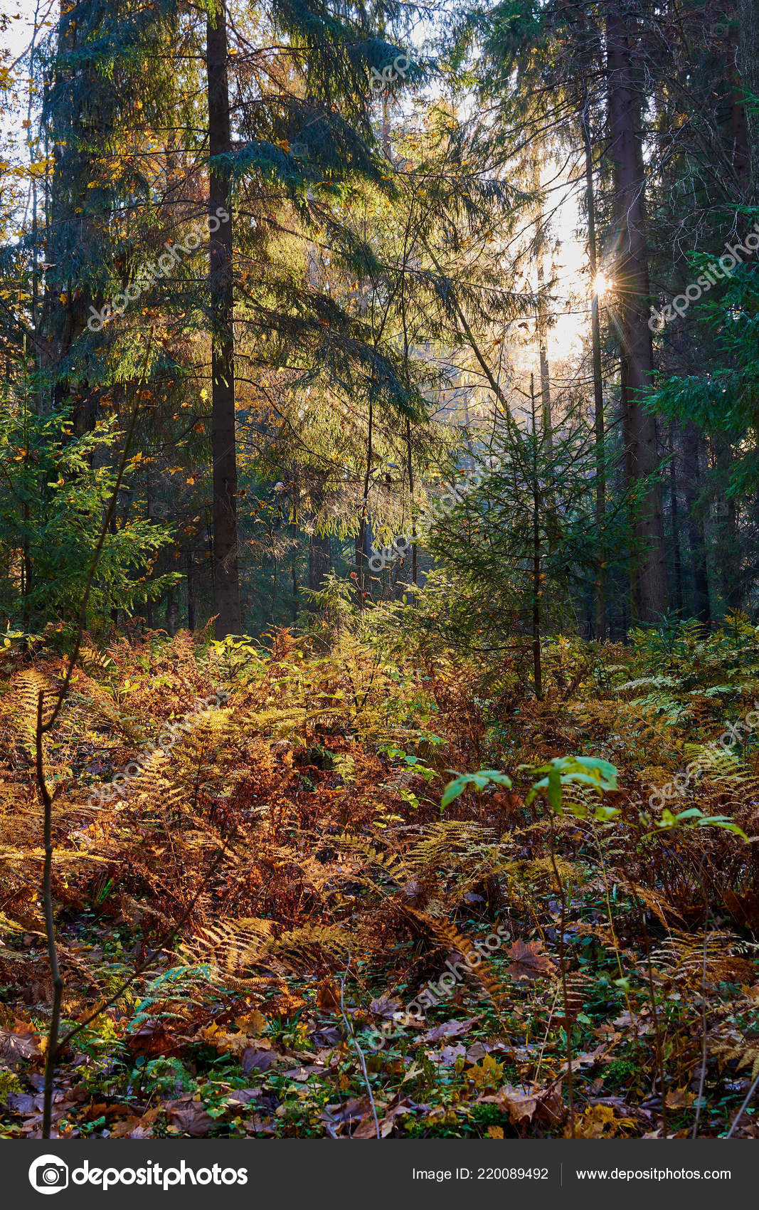 Colorful Autumn Park Sun Rays Passing Trees — Stock Photo © vin-kirill ...
