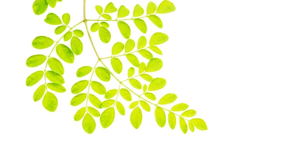 Moringa leave Stock Photos, Royalty Free Moringa leave Images ...