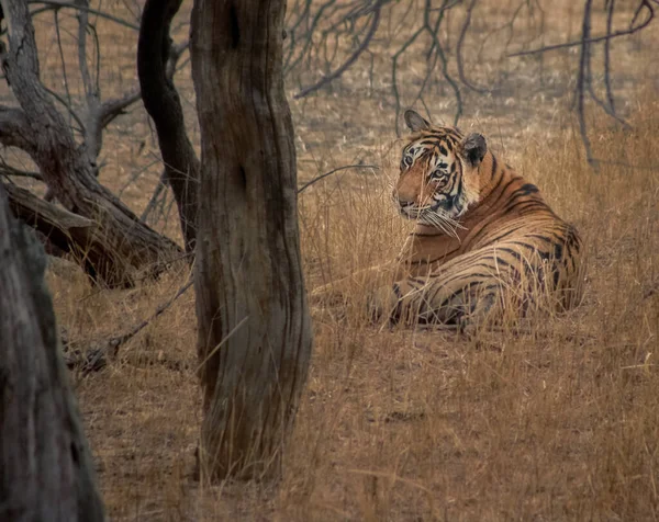 Foto tulis sutan sati Stock Photos, Royalty Free Foto tulis sutan sati ...