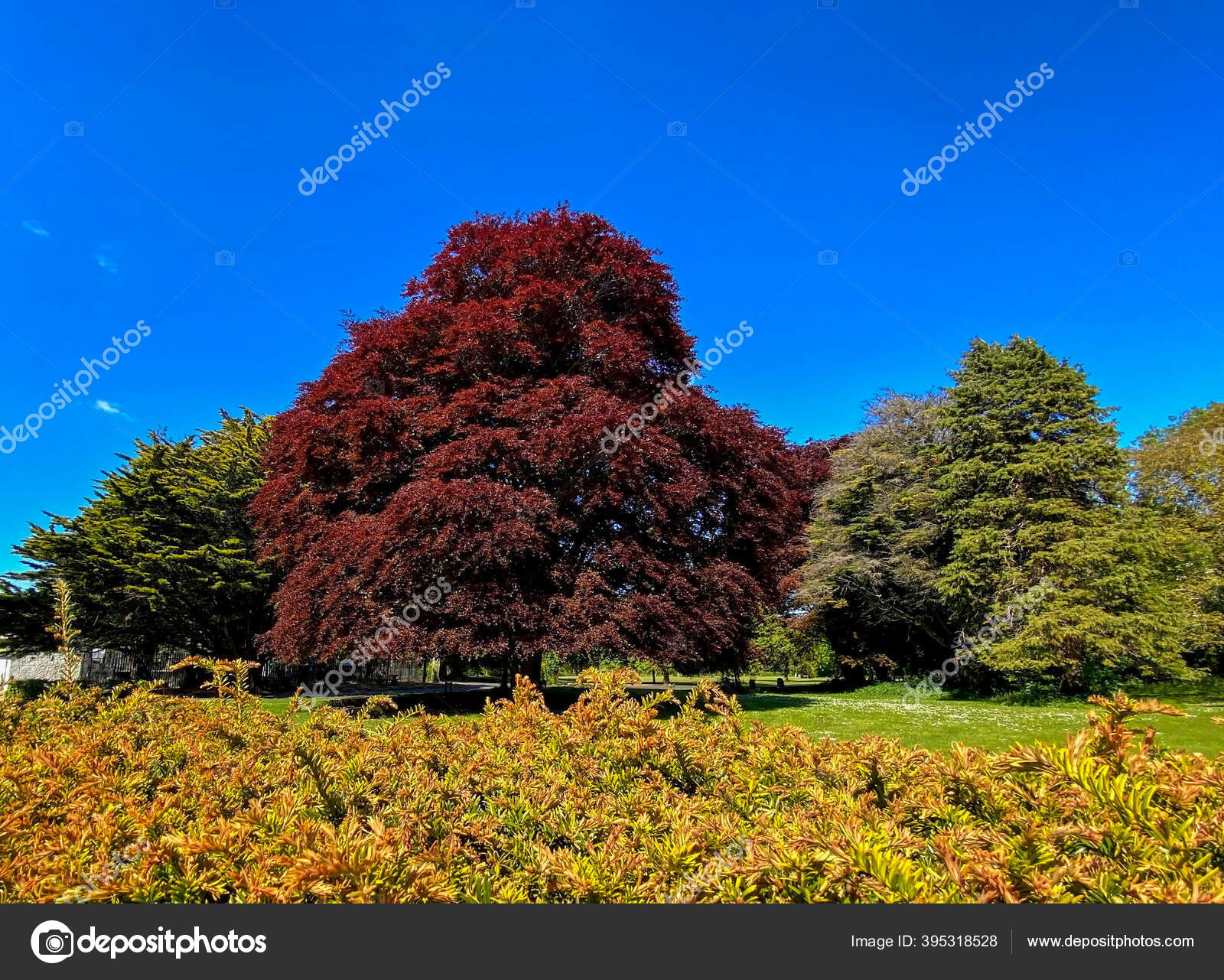 Spectacular Colours Copper Beech Tree Fagus Sylvatica Swat Magret ...