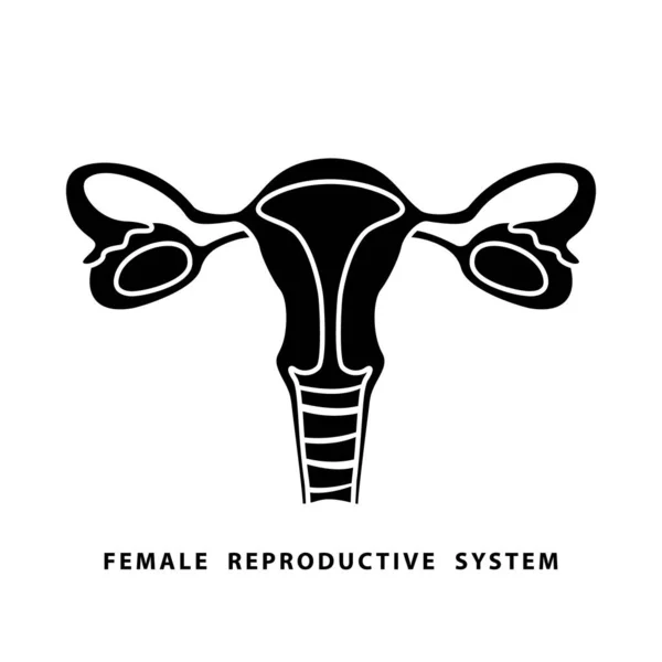 Female Reproductive System Stock Vector Image By ©vec Stock 558650202