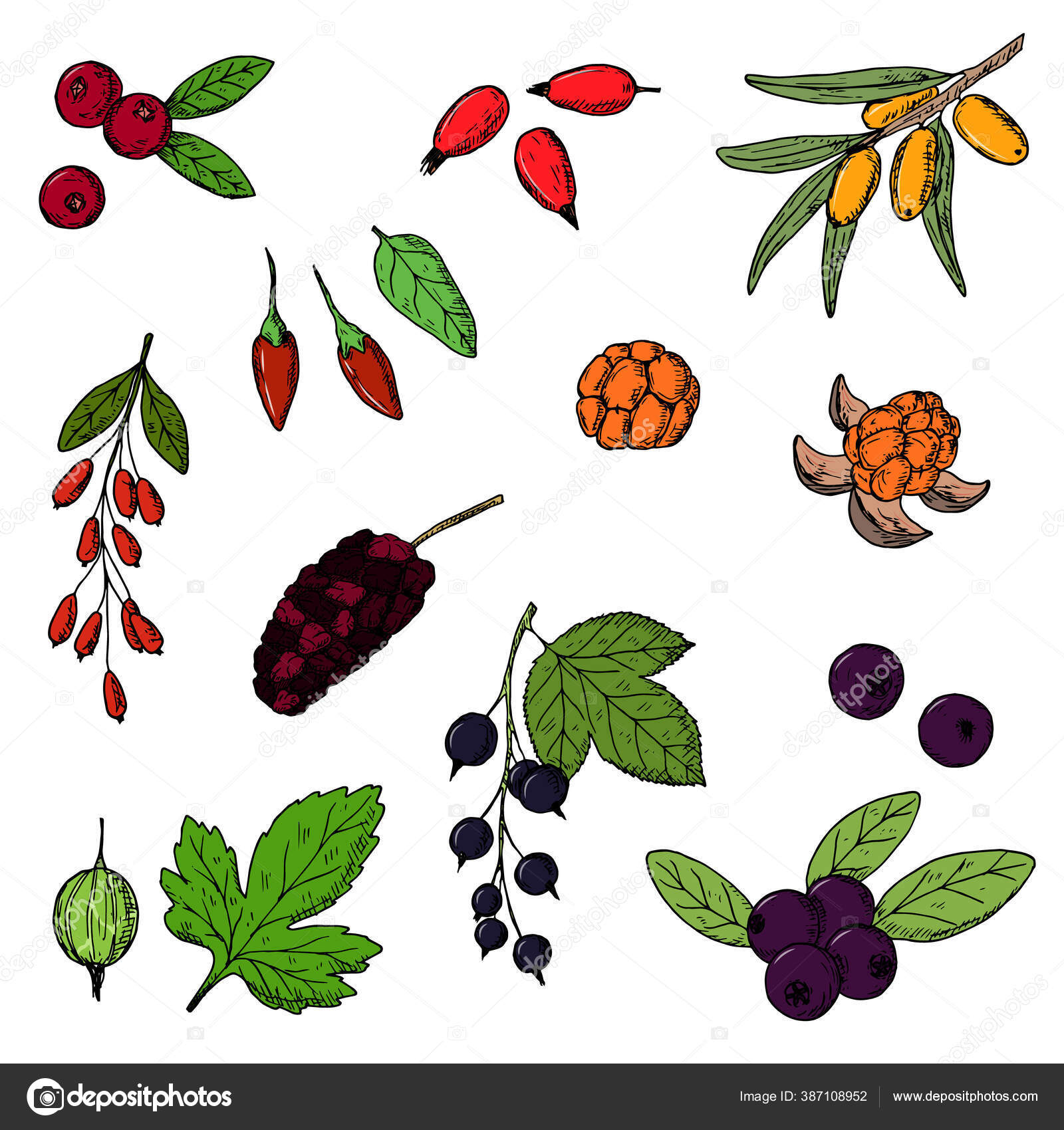 Berries Vector Cartoon Illustrations Isolated Objects White Background ...