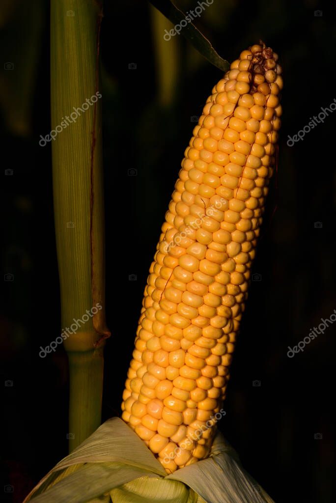 Primer plano de una mazorca de maíz de color amarillo fresco con granos ...