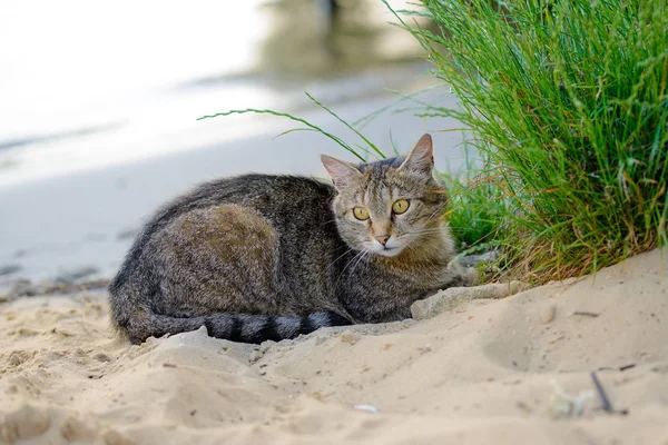Cat on beach Stock Photos, Royalty Free Cat on beach Images | Depositphotos
