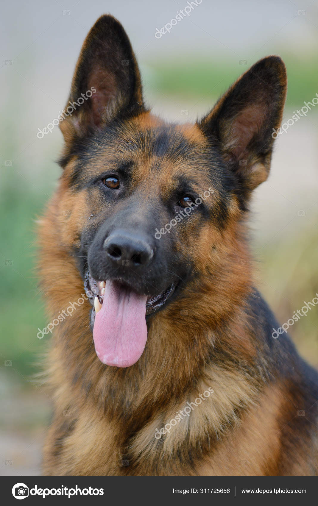 Beautiful German Shepherd