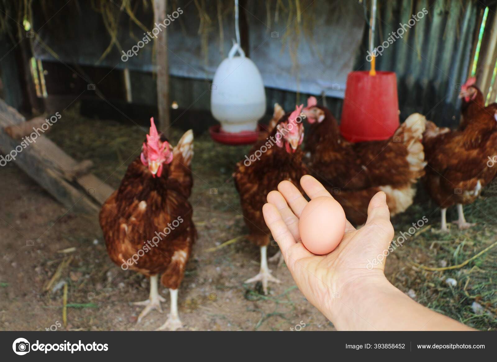 Egg Hands People Hens Hen House Chicken Farmer's Farm — Stock Photo ...