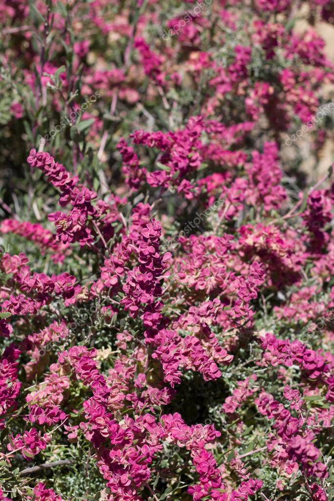 Brácteas rojas ricas con inflorescencias minúsculas de pistilos verdes ...