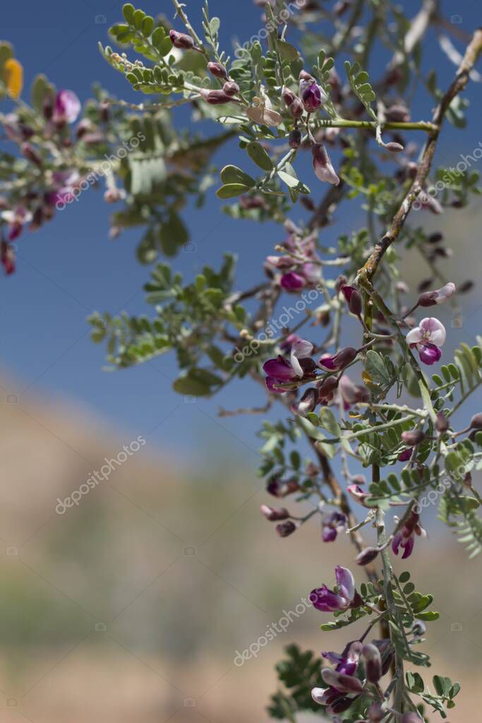Las inflorescencias de racimo púrpura florecen en el desierto de ...