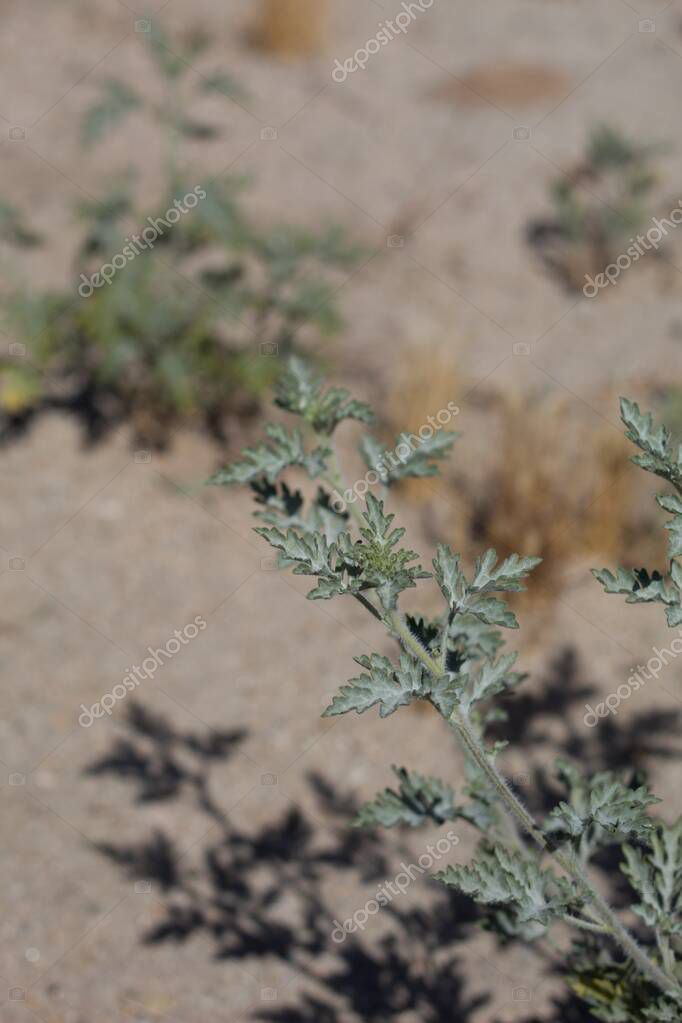 Hojas lobuladas deltas verdes de Bursage anual, Ambrosia Acanthicarpa ...