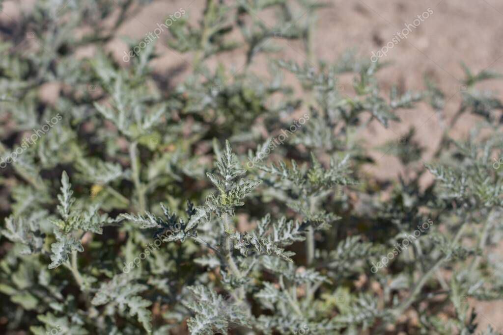 Hojas lobuladas deltas verdes de Bursage anual, Ambrosia Acanthicarpa ...