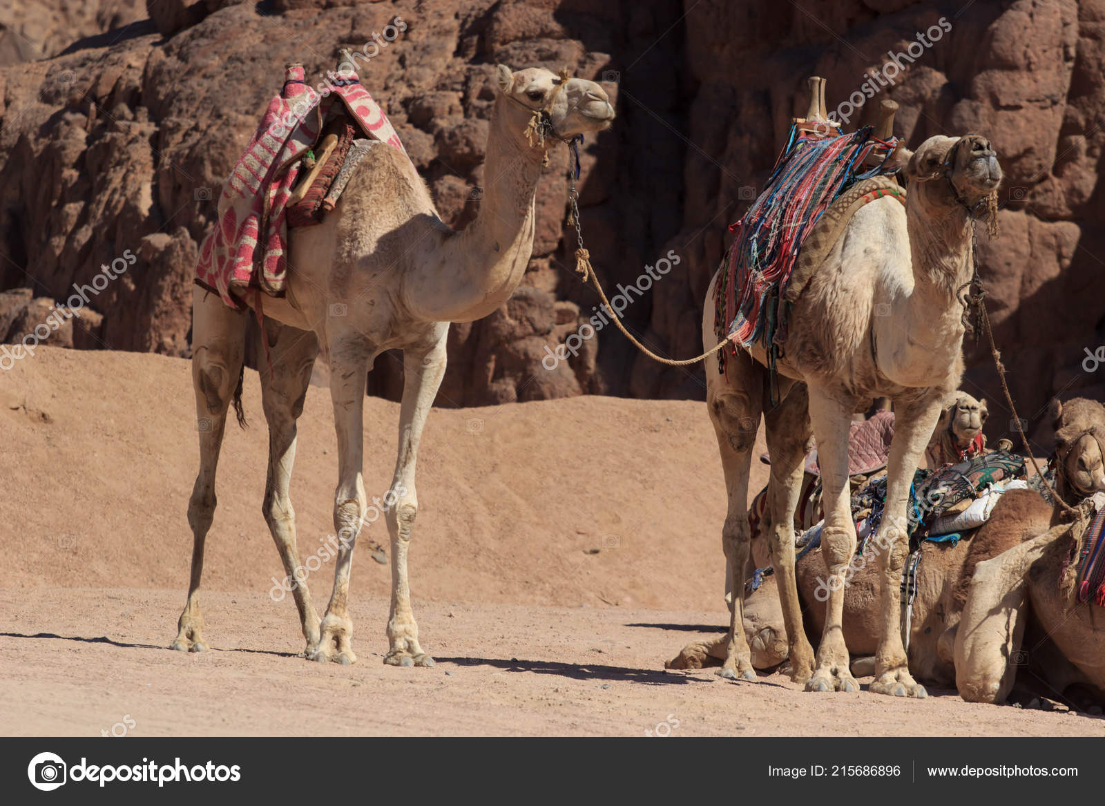 Camel Caravan Rest Desert Sand Three Camels Resting Camel Caravan Stock ...