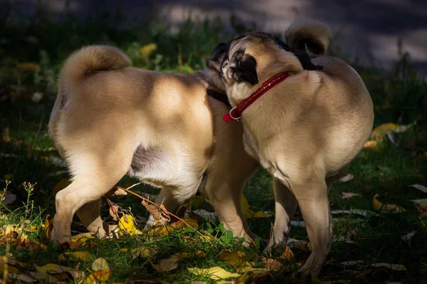 Male Dogs Mating