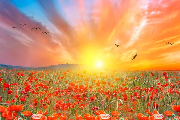 Beautiful light Stock Photos, Royalty Free Beautiful light Images ...