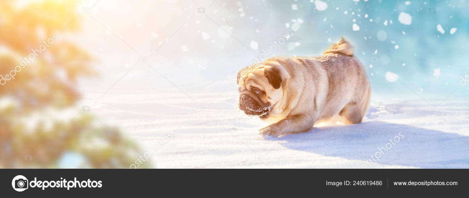 Active Pug Dog Running Deep Snow Winter Walks Pets Concept Stock Photo ...