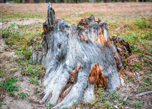 A rotten tree stump Stock Photos, Royalty Free A rotten tree stump ...